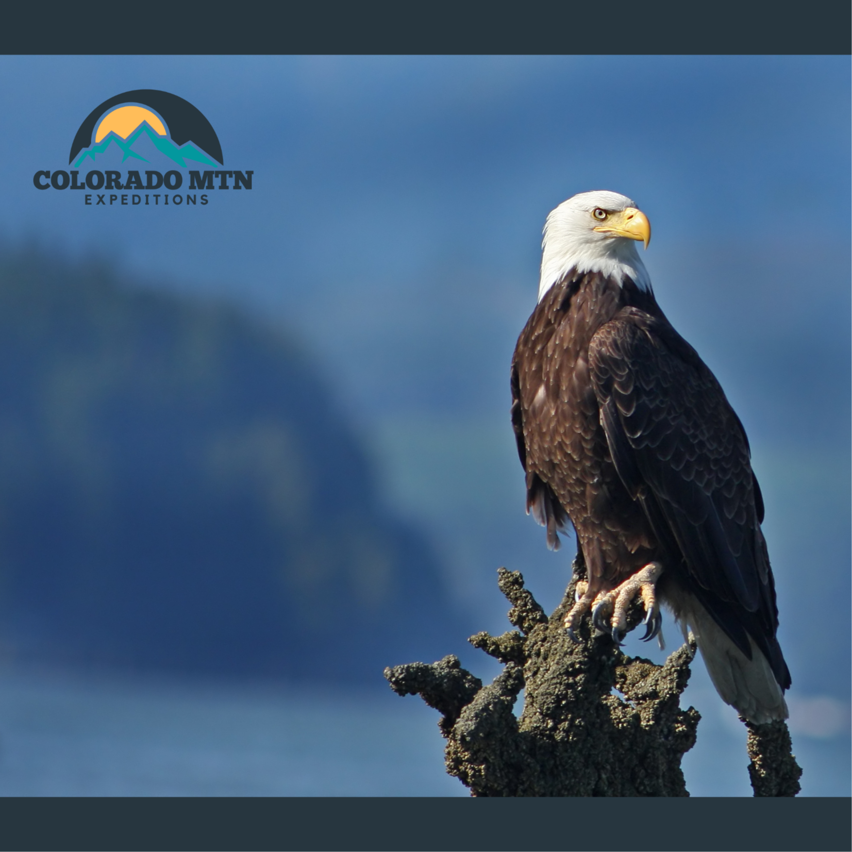 Birds of Prey in Rocky Mountain National Park